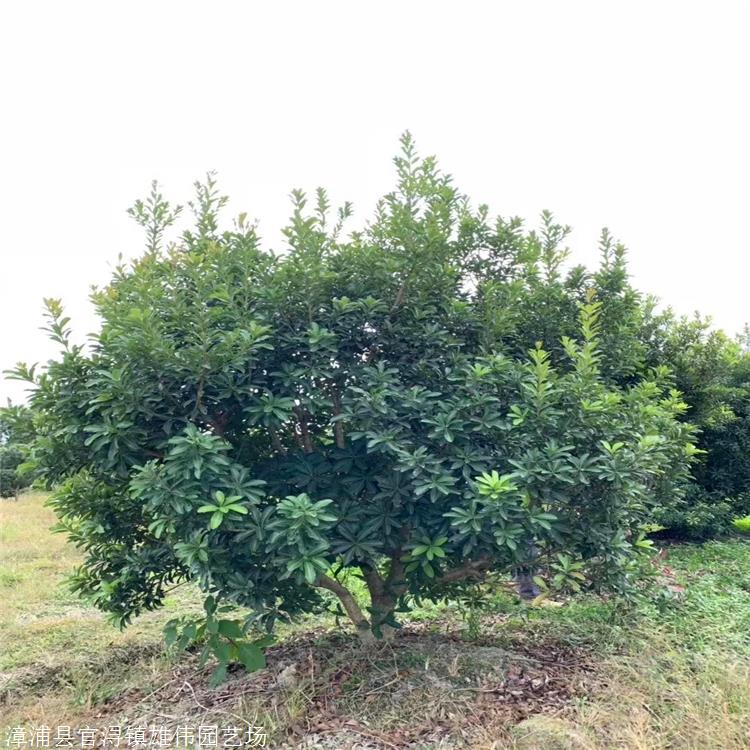 杨梅树最佳树形,桃树最佳树形_大山谷图库