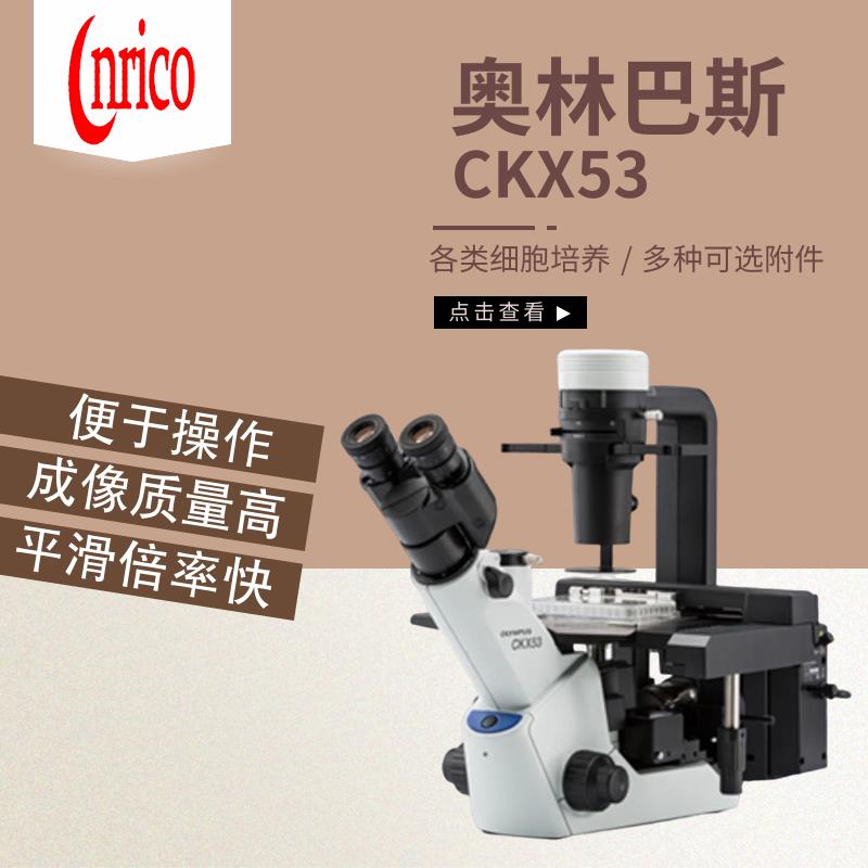 奥林巴斯显微镜CKX53的应用方案_奥林巴斯CKX53_北京瑞科中仪科技有限公司