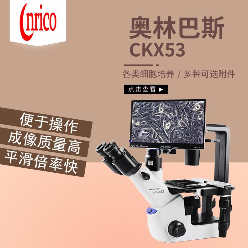 奥林巴斯显微镜CKX53的应用方案_奥林巴斯CKX53_北京瑞科中仪科技有限公司